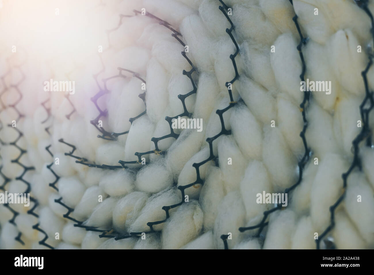 Close up to natural white silkworm cocoon shell in black plastic weave ...