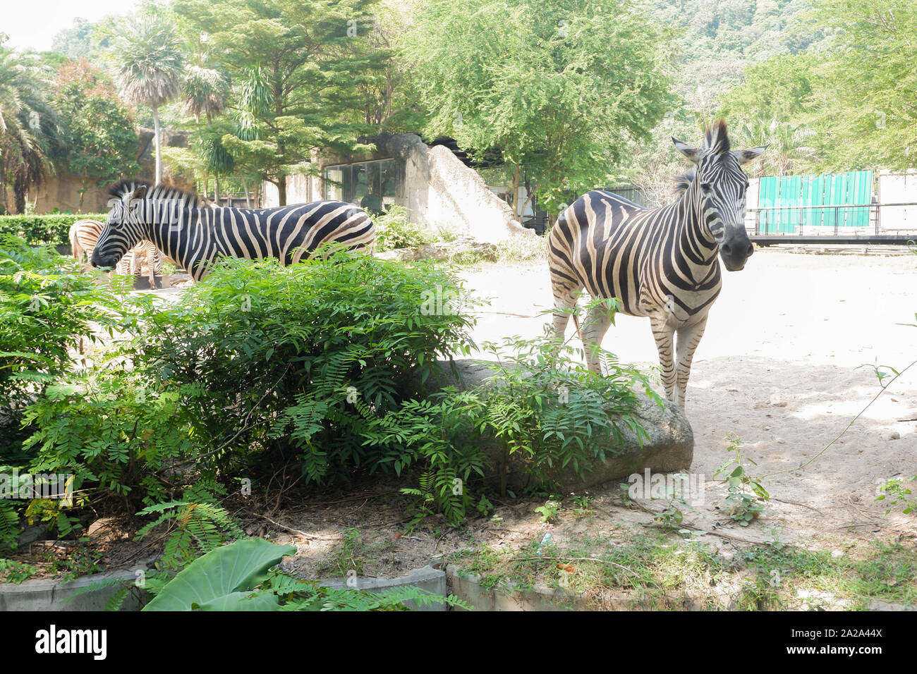 Many zebras in the zoo Stock Photo - Alamy