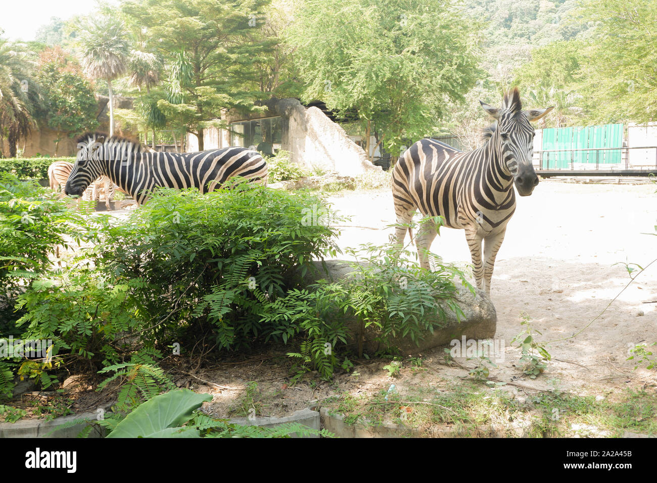 Many zebras in the zoo Stock Photo - Alamy
