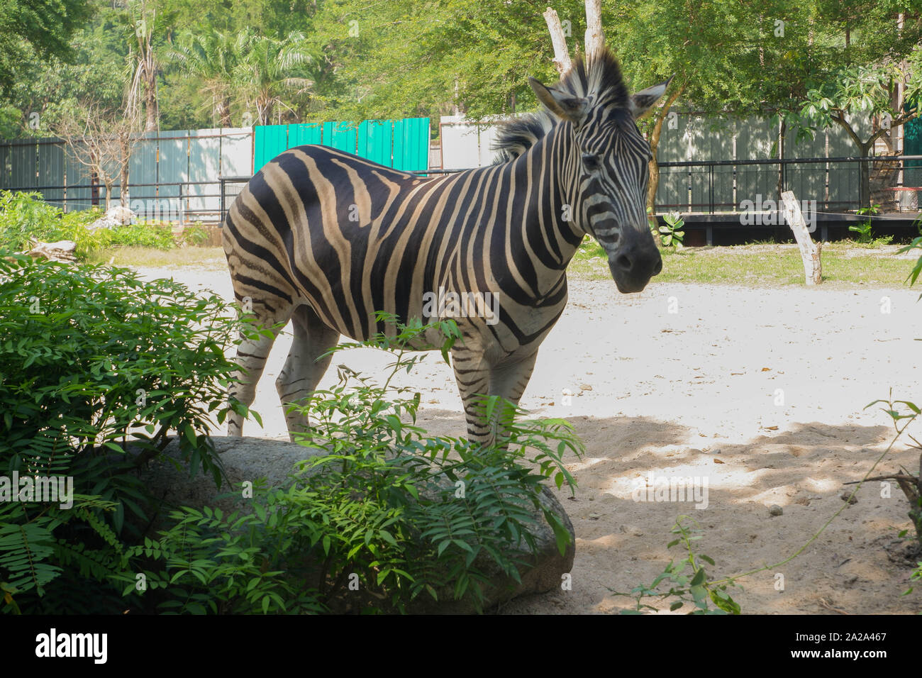One zebra in the zoo Stock Photo - Alamy
