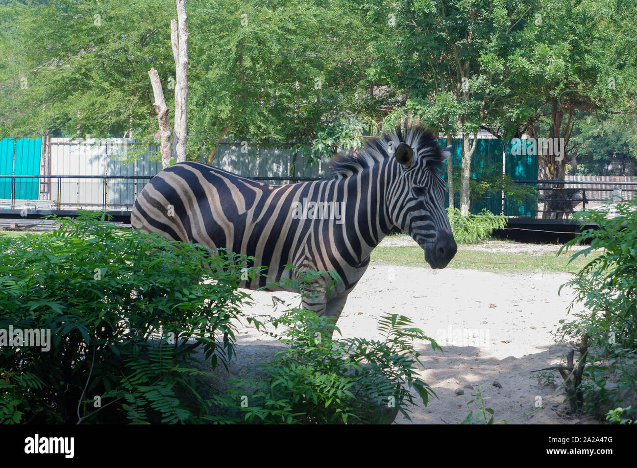 Many zebras in the zoo Stock Photo - Alamy