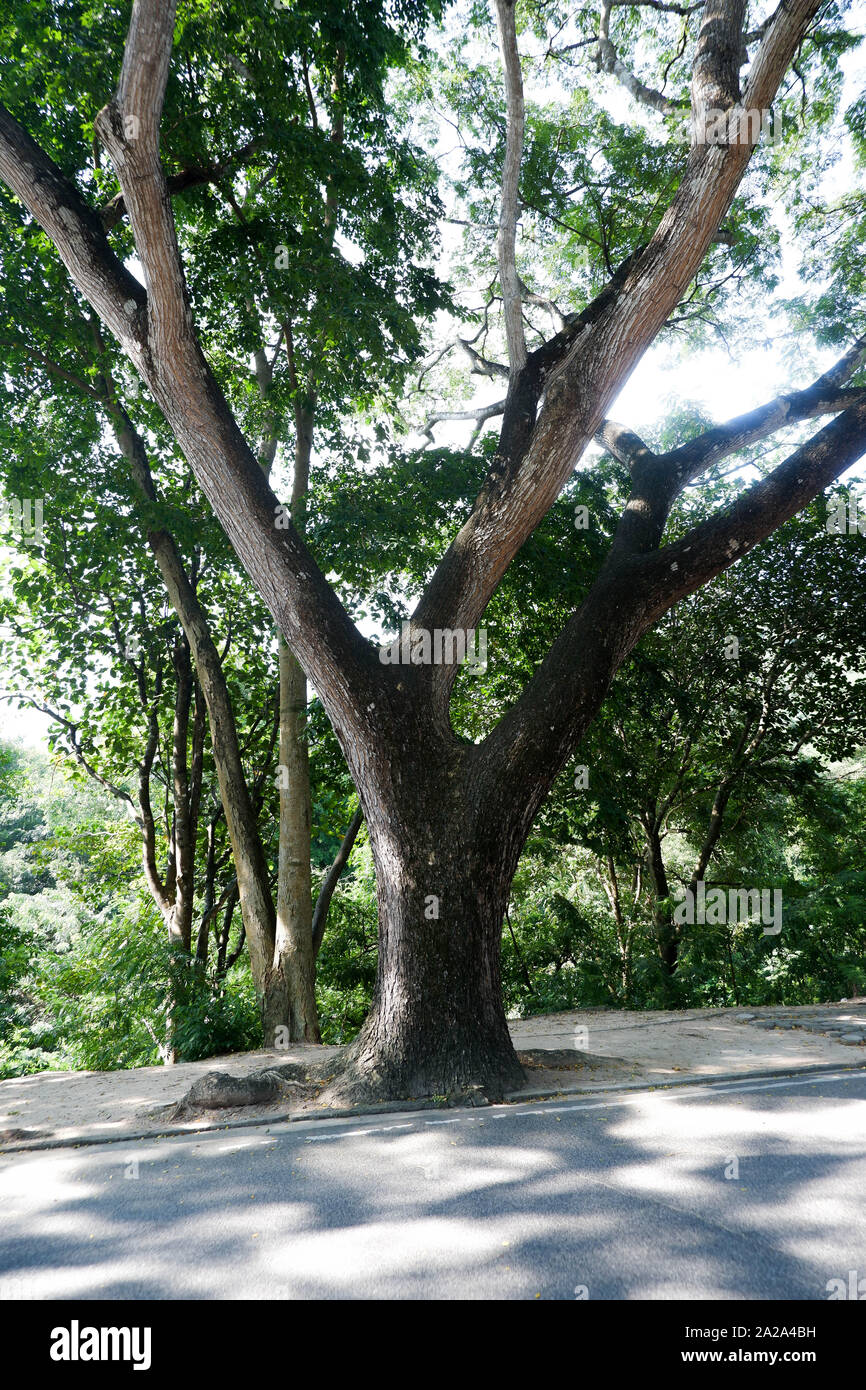 Large trees on the side of the road Stock Photo - Alamy