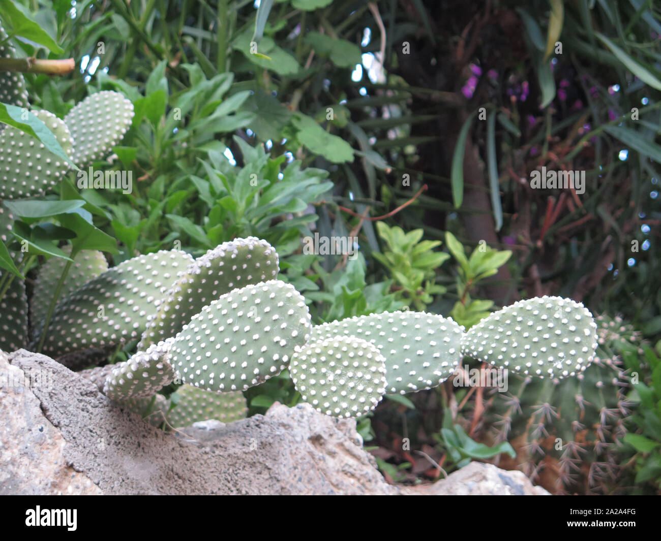 Angel wing or bunnie ear cactus in Andalusian back street Stock Photo ...