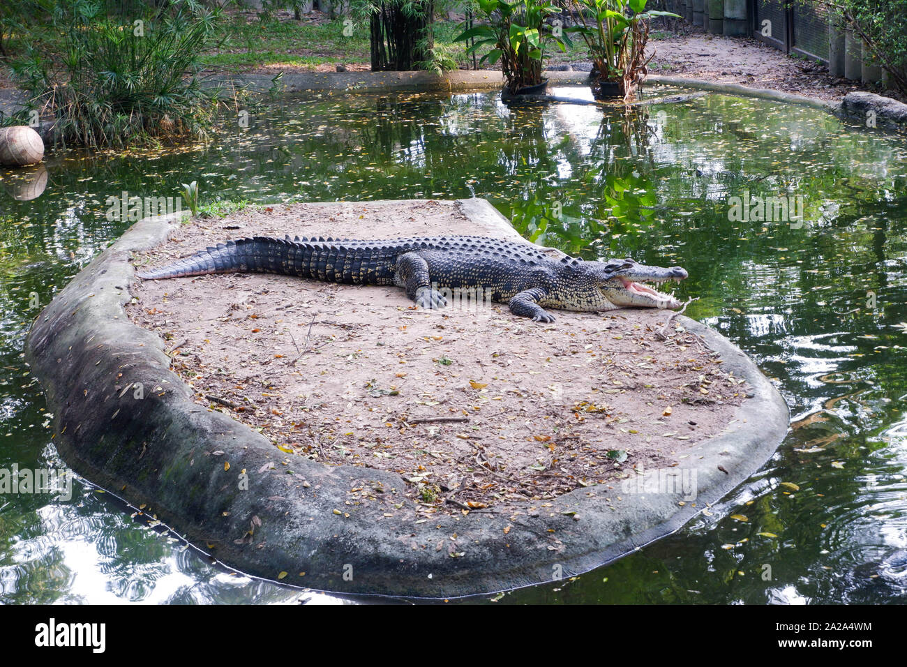 Water crocodile in the zoo Stock Photo - Alamy