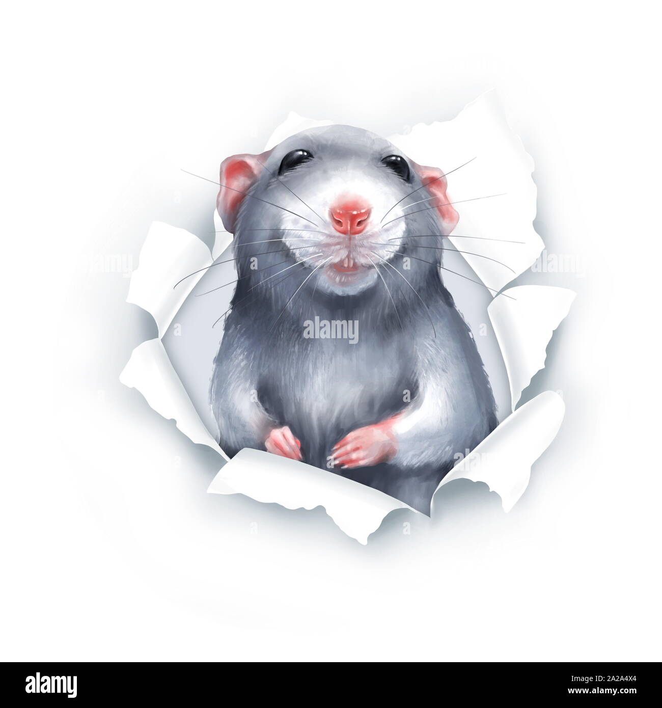 Cute gray rat Stock Photo - Alamy