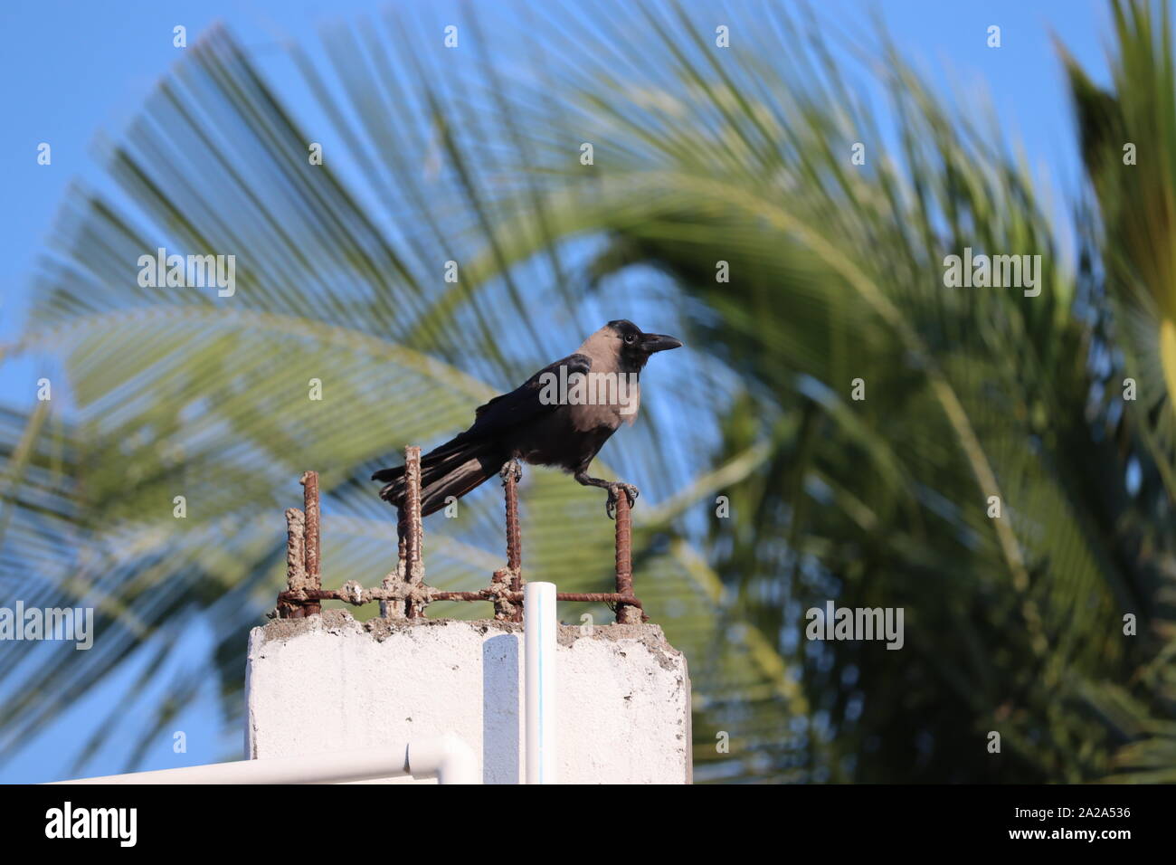 The house crow, also known as the Indian, greynecked, Ceylon or Colombo ...
