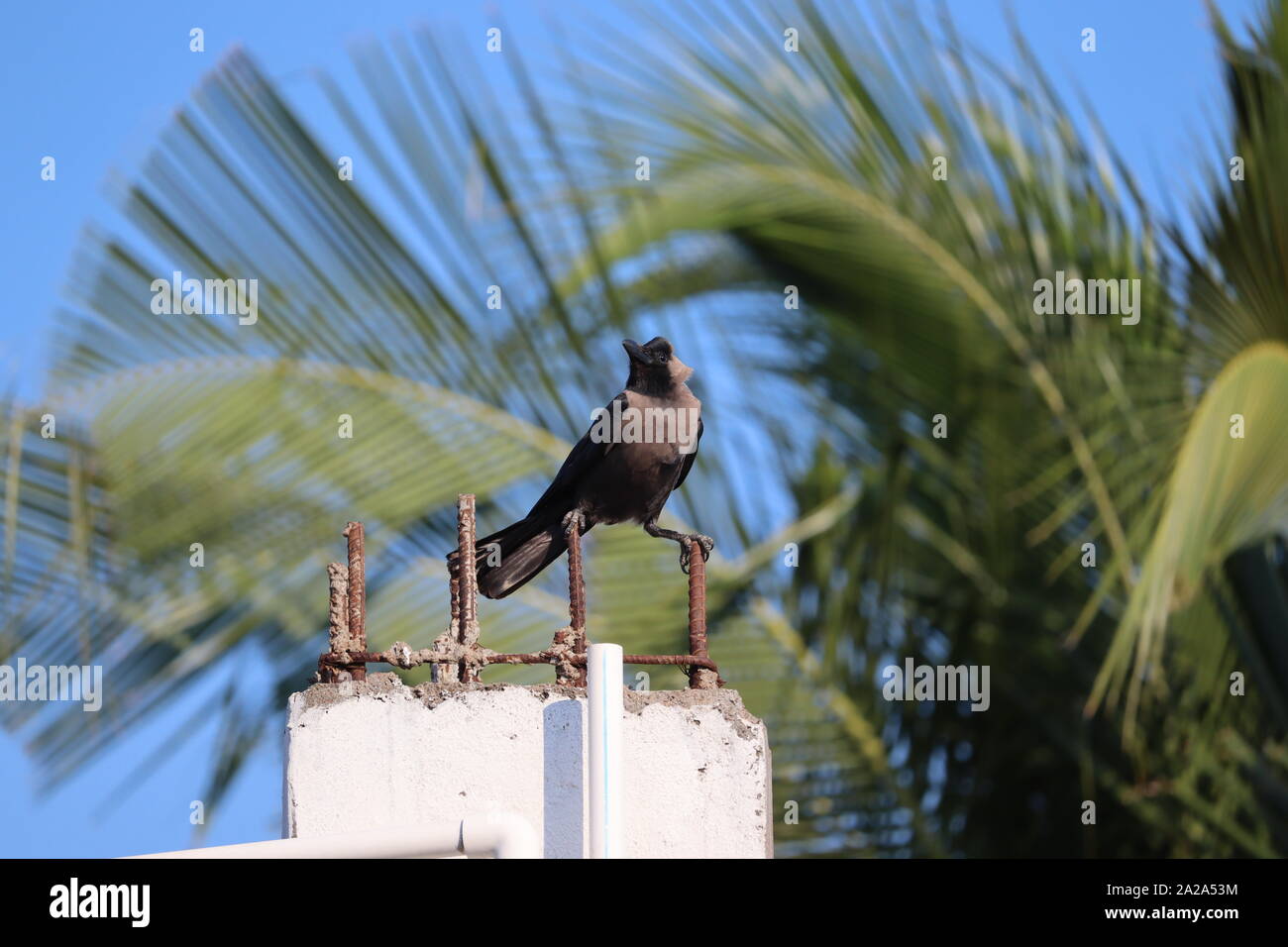 The house crow, also known as the Indian, greynecked, Ceylon or Colombo ...