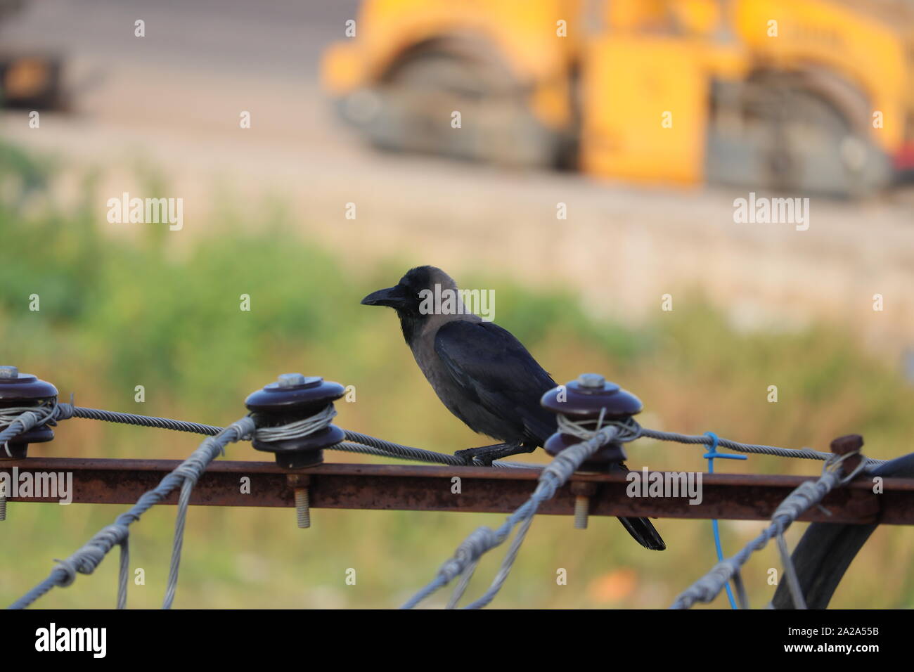 The house crow, also known as the Indian, greynecked, Ceylon or Colombo ...