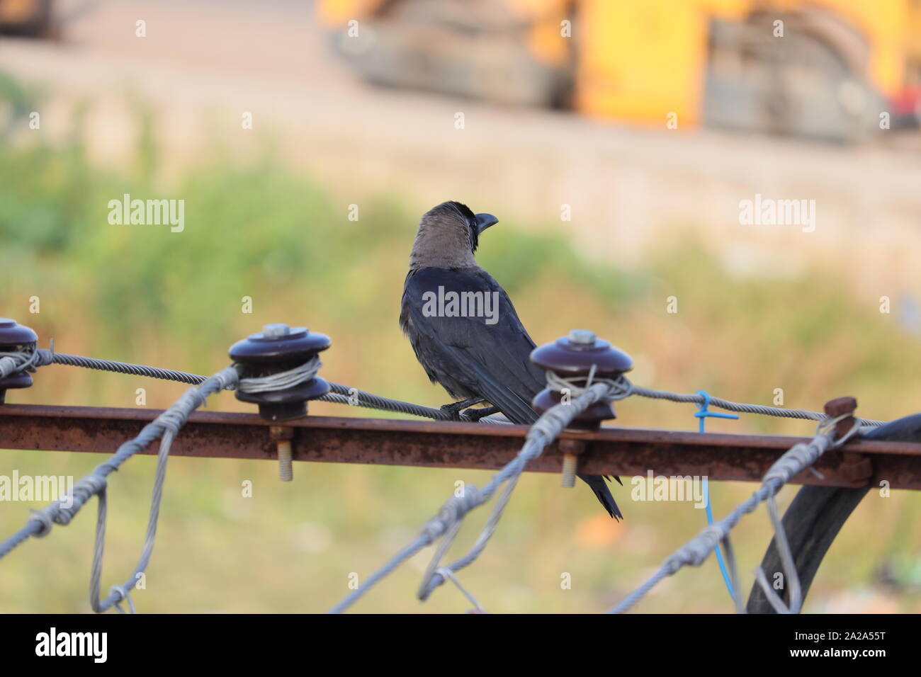 The house crow, also known as the Indian, greynecked, Ceylon or Colombo ...