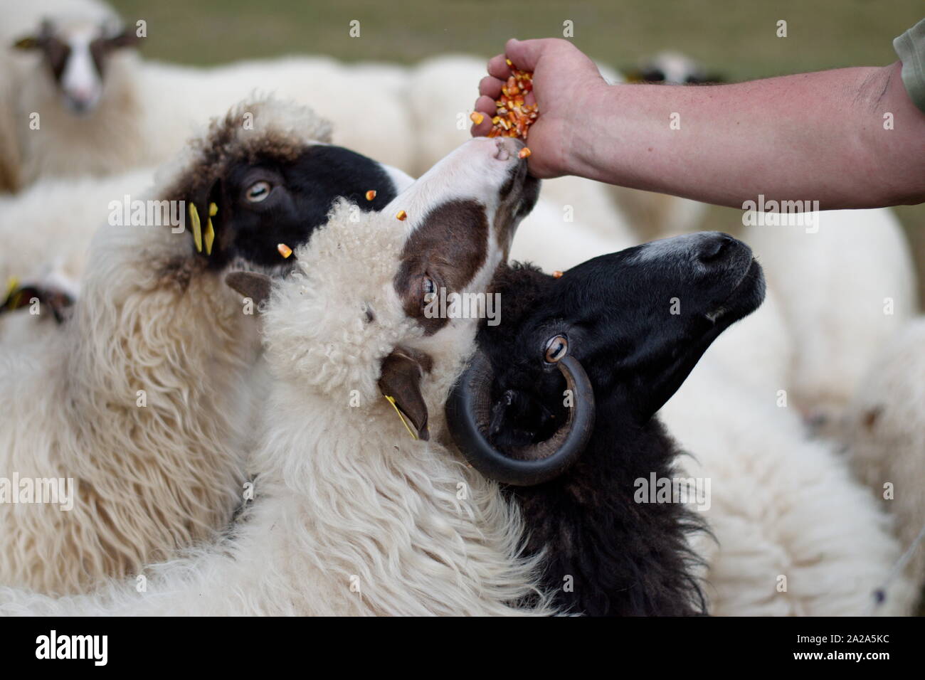 Man feeding sheep hi-res stock photography and images - Alamy