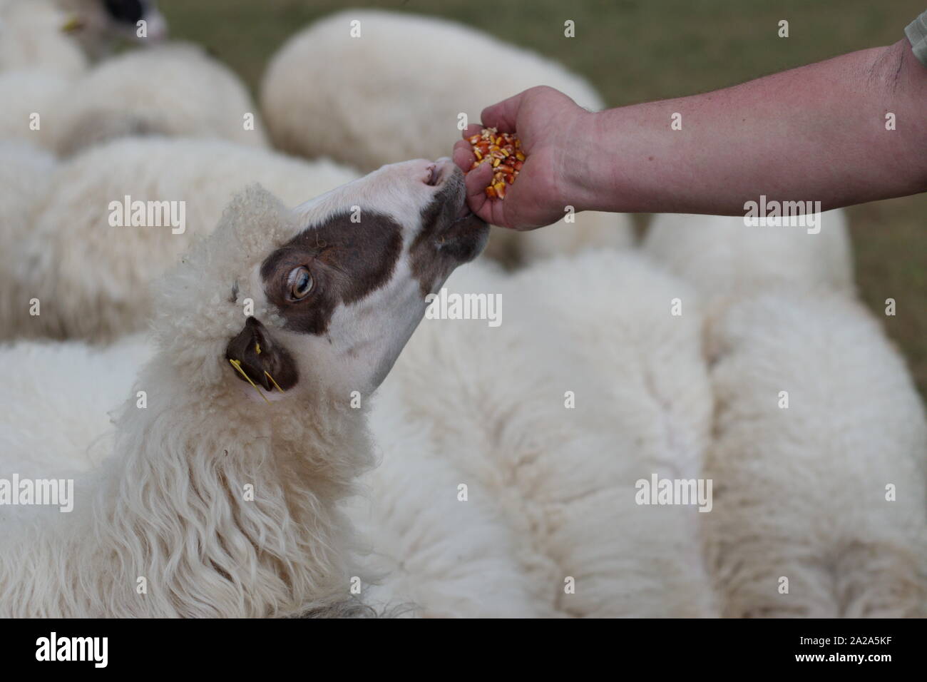 Man feeding sheep hi-res stock photography and images - Alamy