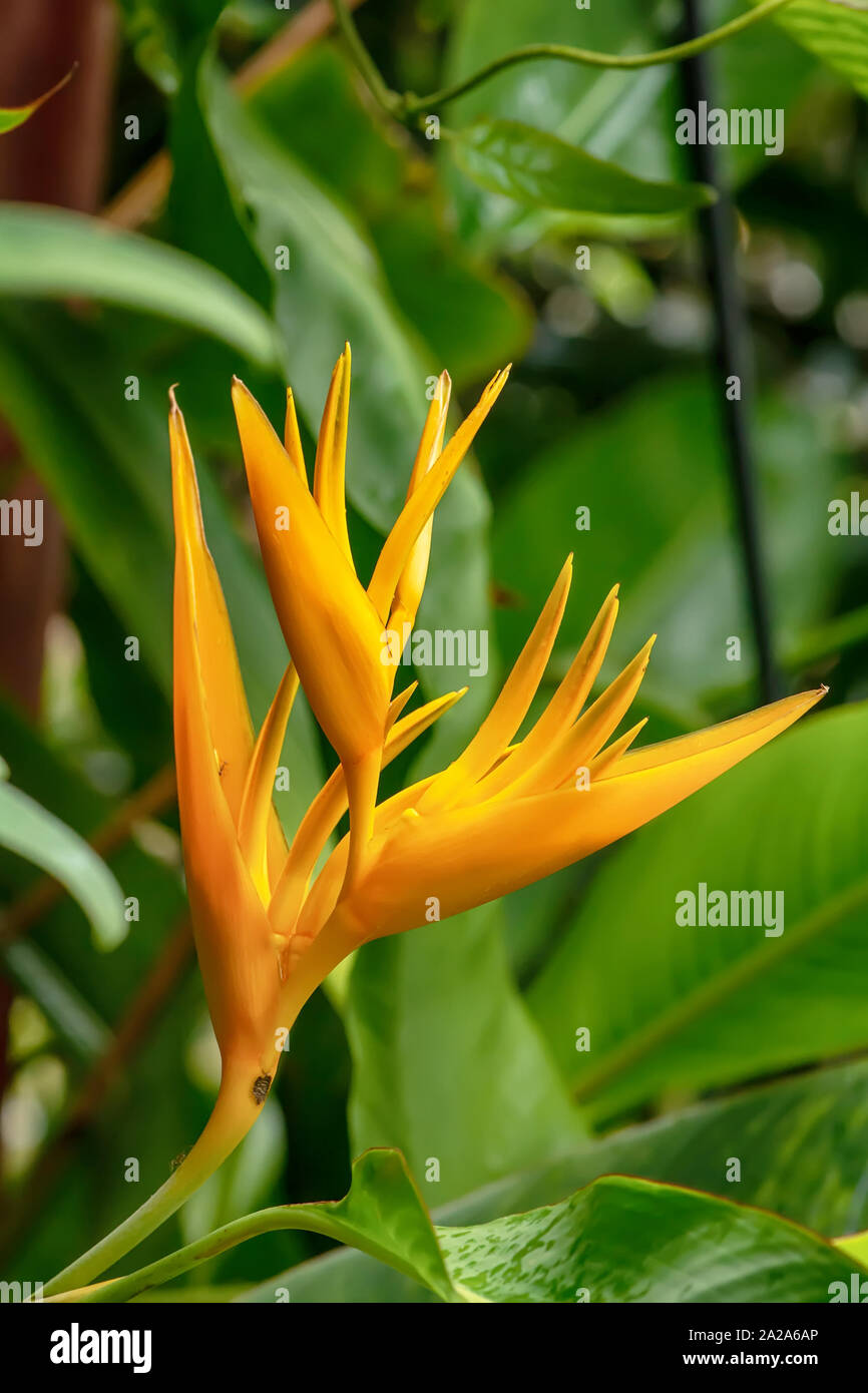 Strelitzia family hi-res stock photography and images - Alamy