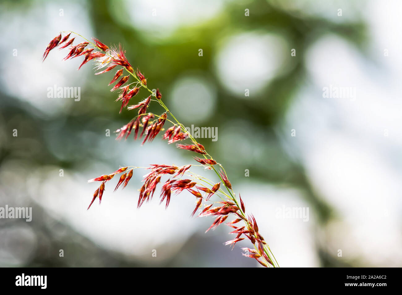 Melinis repens or Natal grass or Natal red top is a grass one type ...
