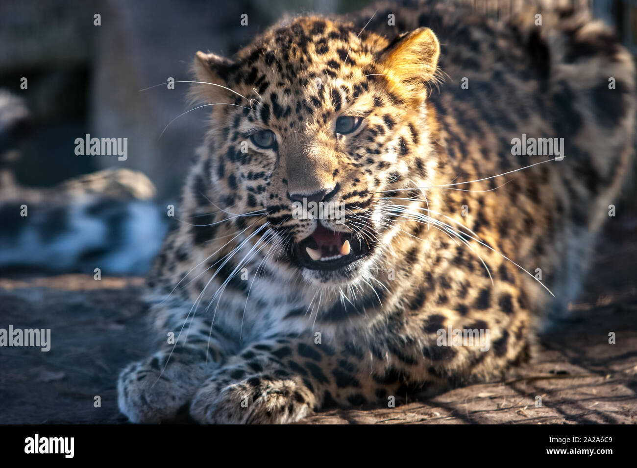 A leopard cub with an open mouth is scared and lies in suspense. Long ...