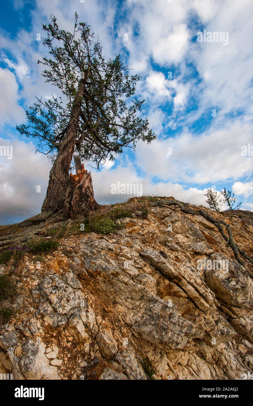 A tree and a stump near stand on a rock against the sky. Roots crawling ...