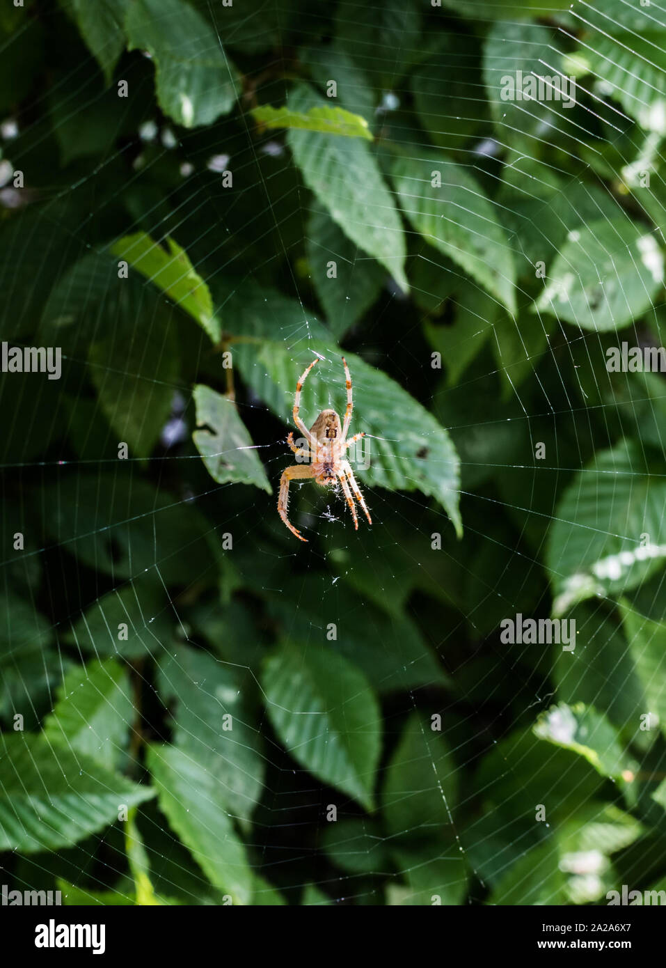 Spider in its cobweb Stock Photo - Alamy