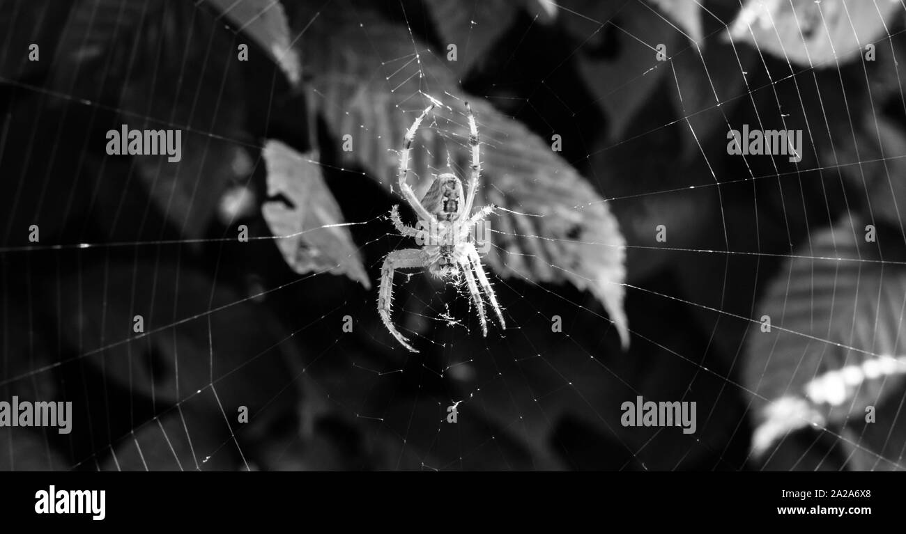 Spider in its cobweb Stock Photo - Alamy