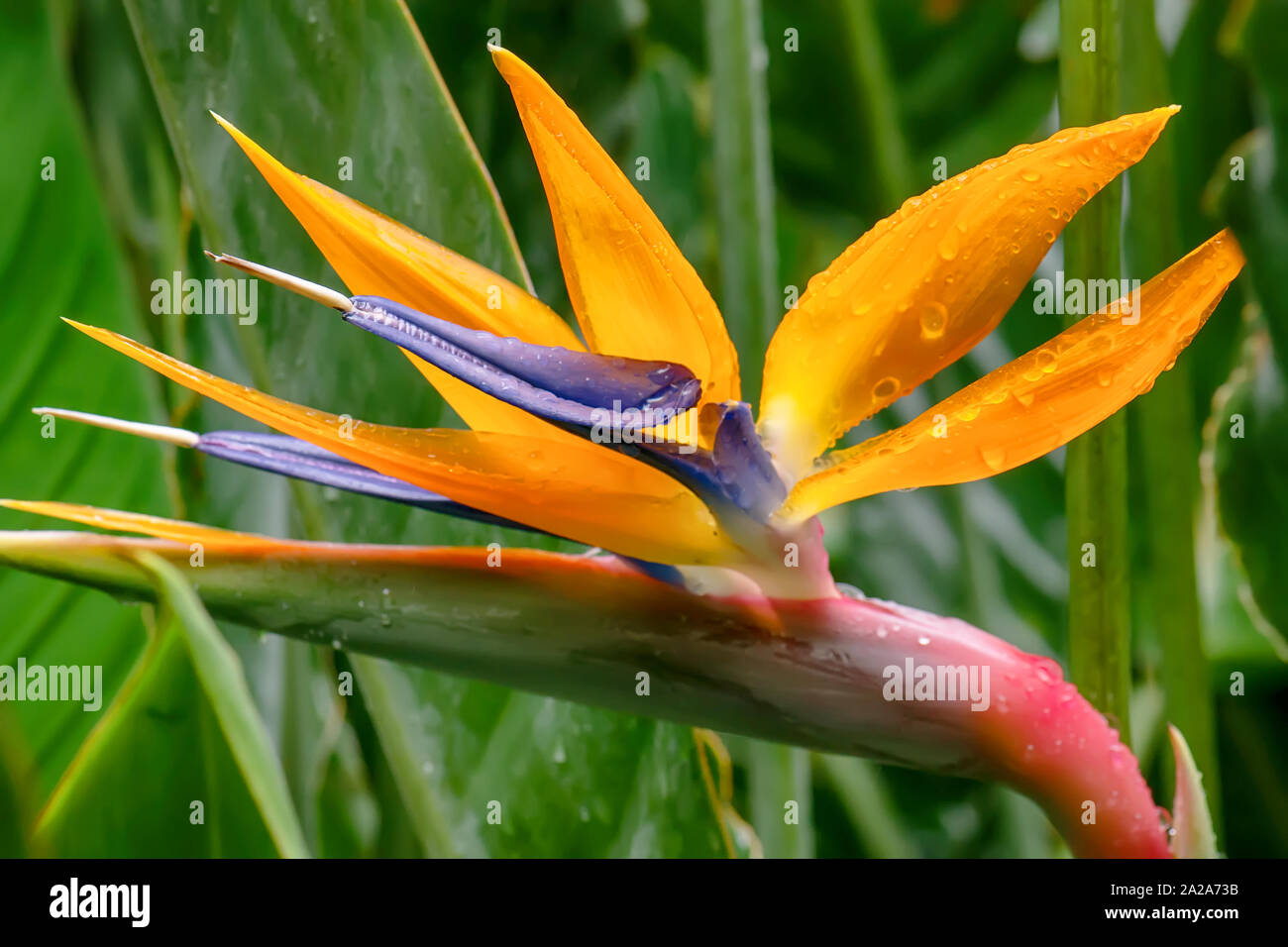 Strelitzia family hi-res stock photography and images - Alamy