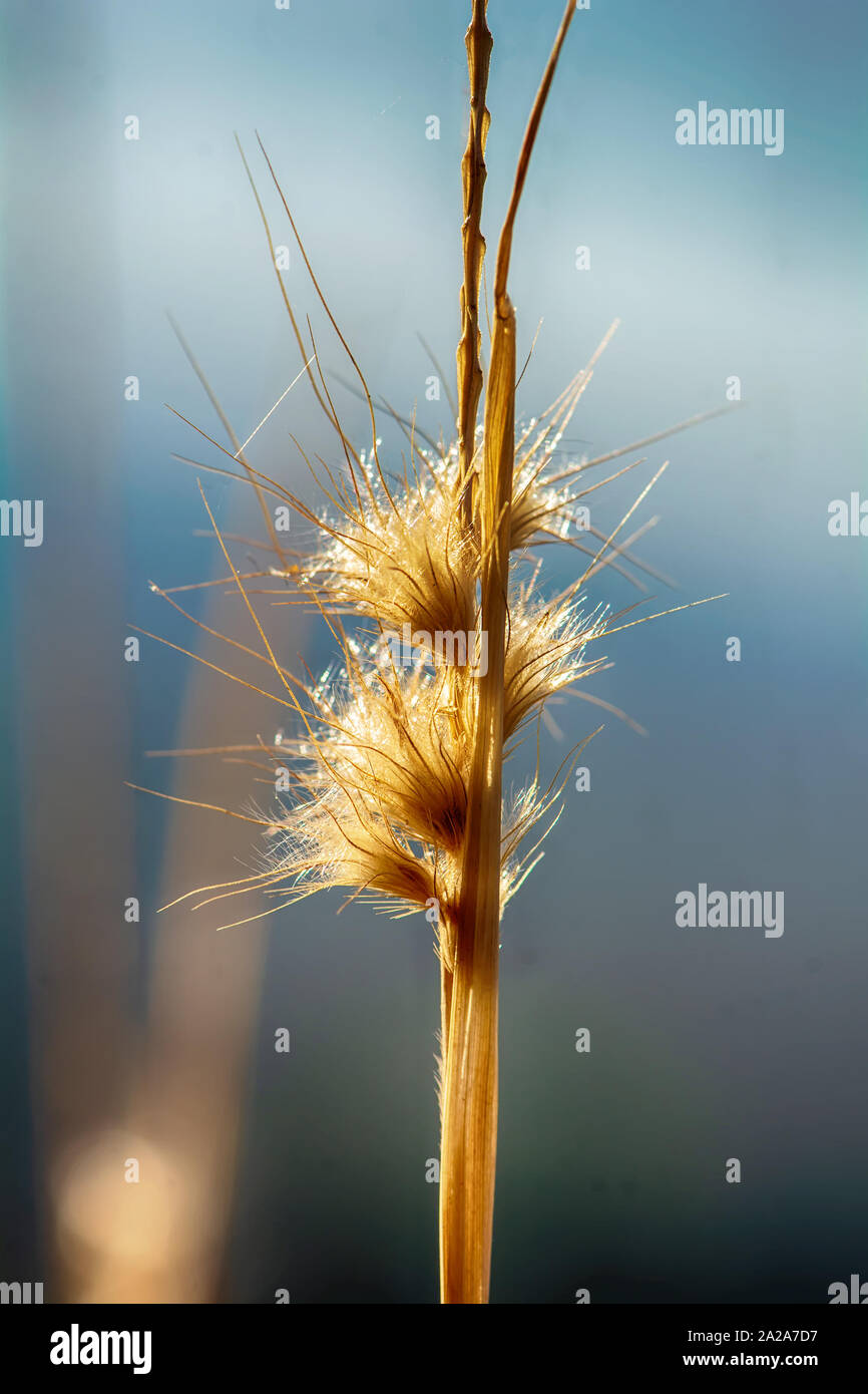 Poaceae or Gramineae many species. It is beaitiful and outstanding ...