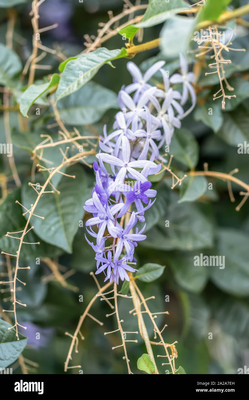 Beautiful bloom petrea volubilis hi-res stock photography and images ...