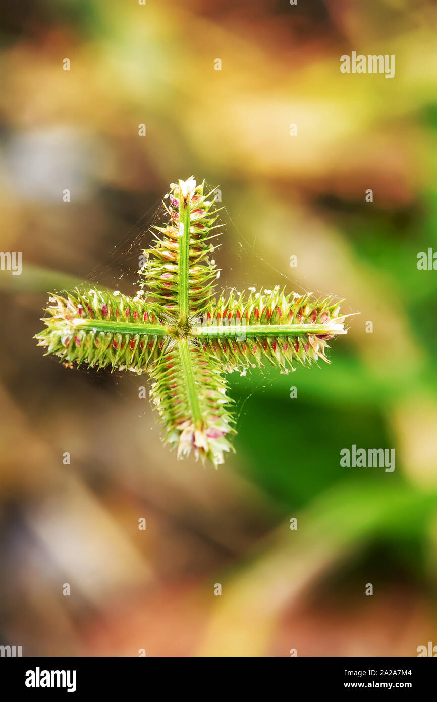 Poaceae or Gramineae many species. It is beaitiful and outstanding ...
