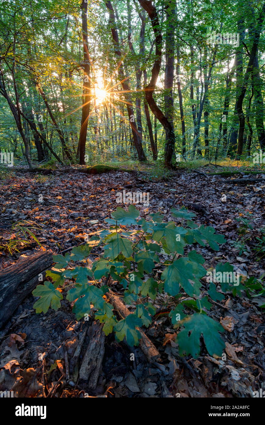 Beautiful outdoor landscape of trees in the forest with sunlight Stock ...
