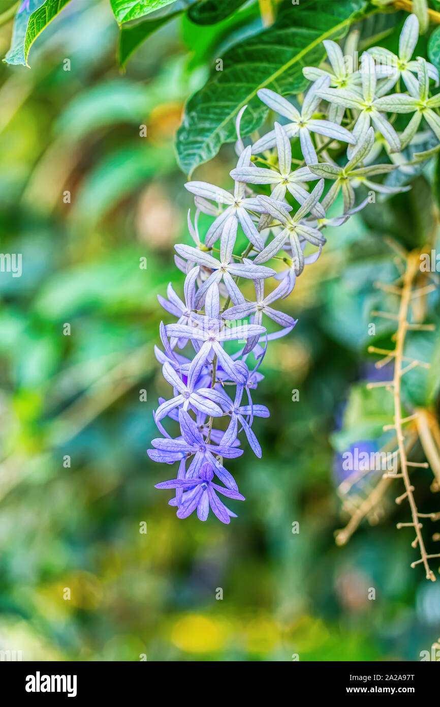 Petrea volubilis or Purple Wreath on a nature background Stock Photo ...