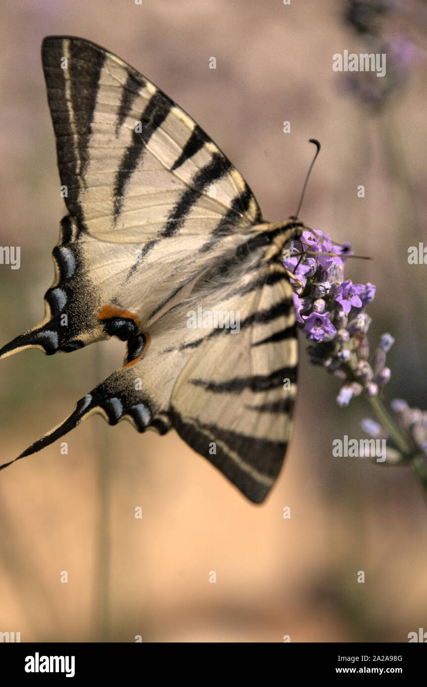 Iphiclides podalirius; scarce swallowtail butterfly in rural Tuscany ...