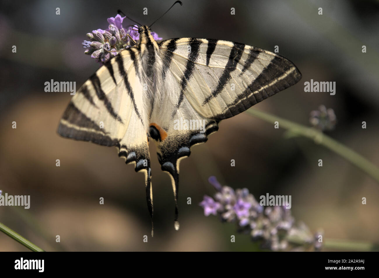 Iphiclides podalirius; scarce swallowtail butterfly in rural Tuscany ...