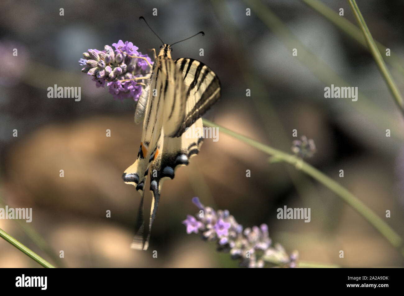 Iphiclides podalirius; scarce swallowtail butterfly in rural Tuscany ...