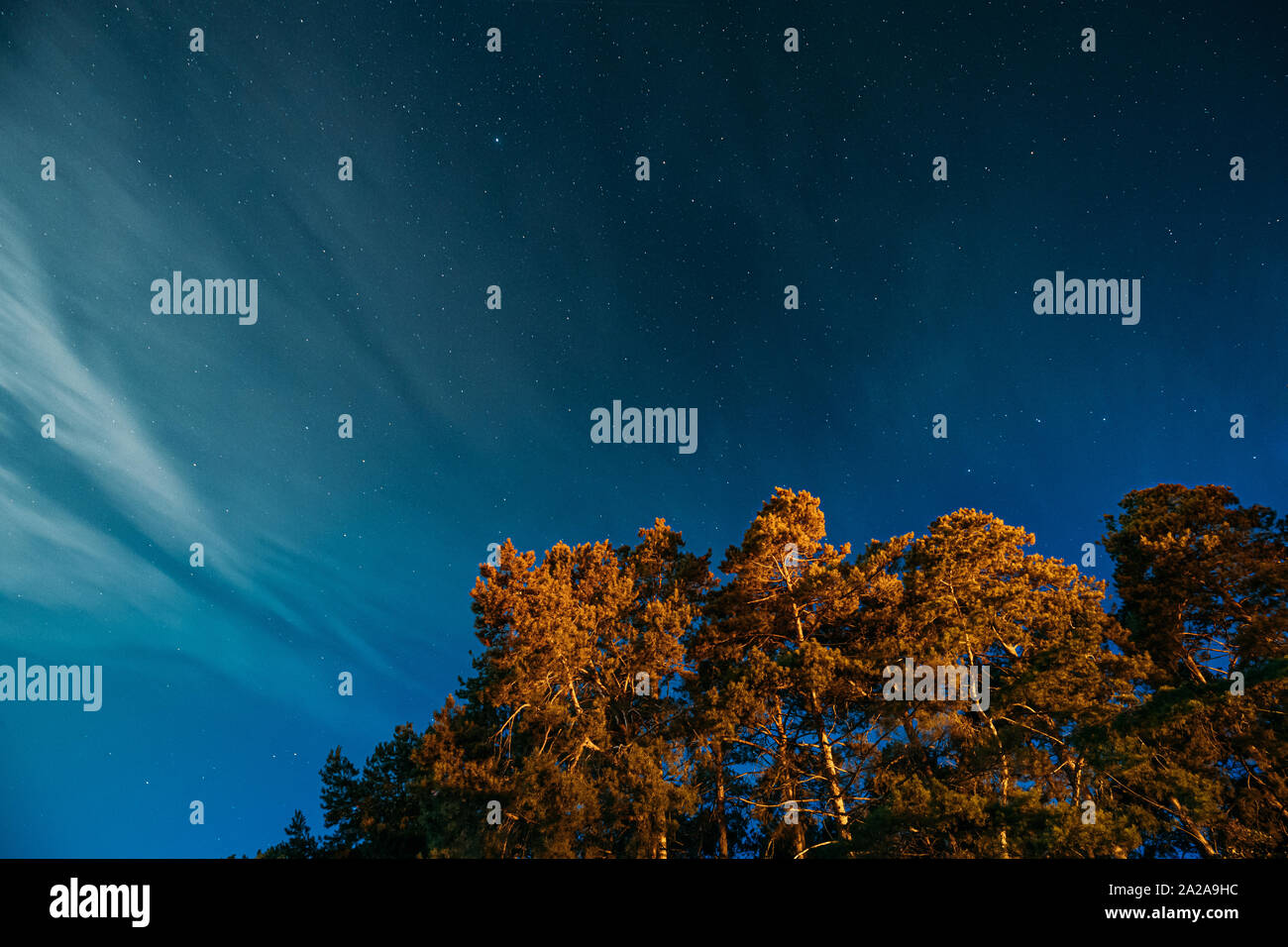 Stars At Night With Trees