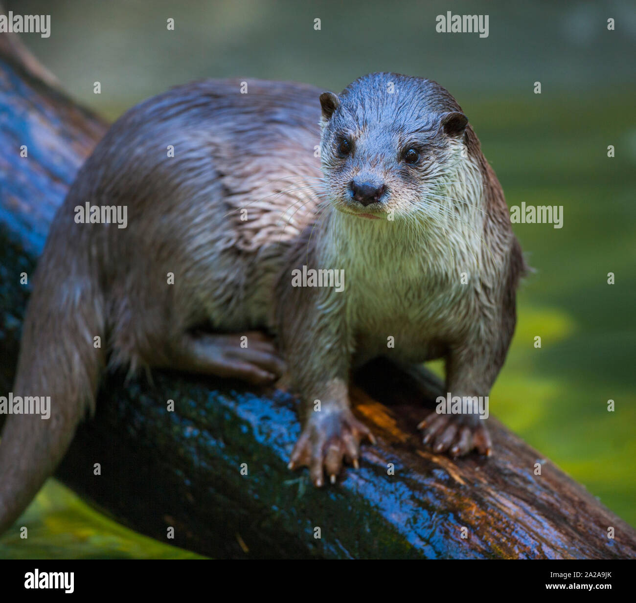 European otter (Lutra lutra), also known as the Eurasian otter ...