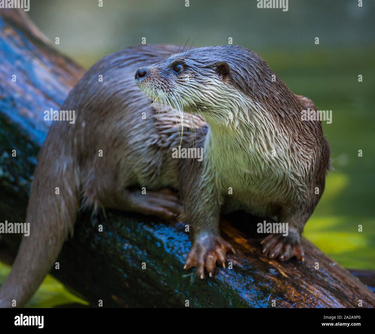European otter (Lutra lutra), also known as the Eurasian otter ...