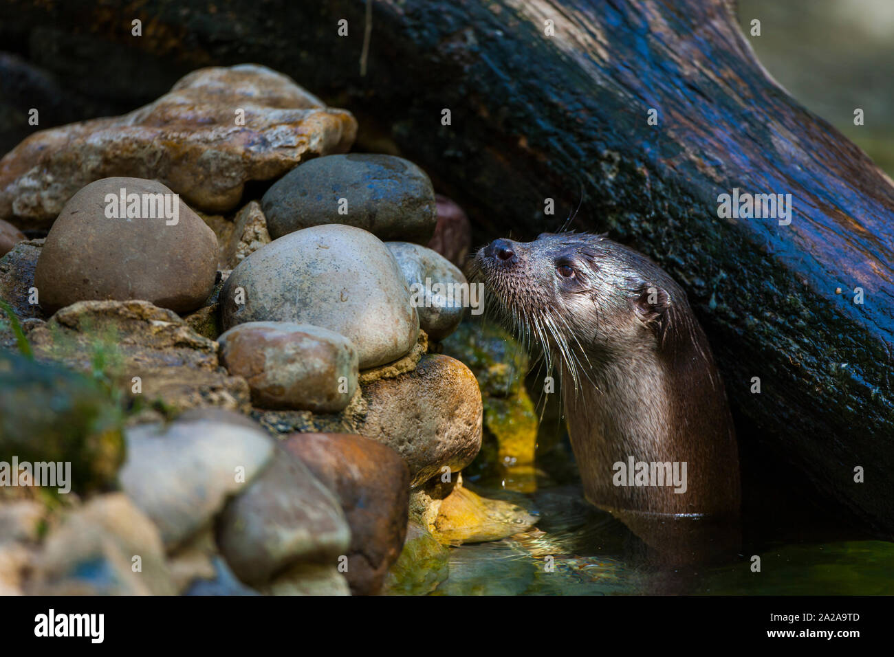 European otter (Lutra lutra), also known as the Eurasian otter ...