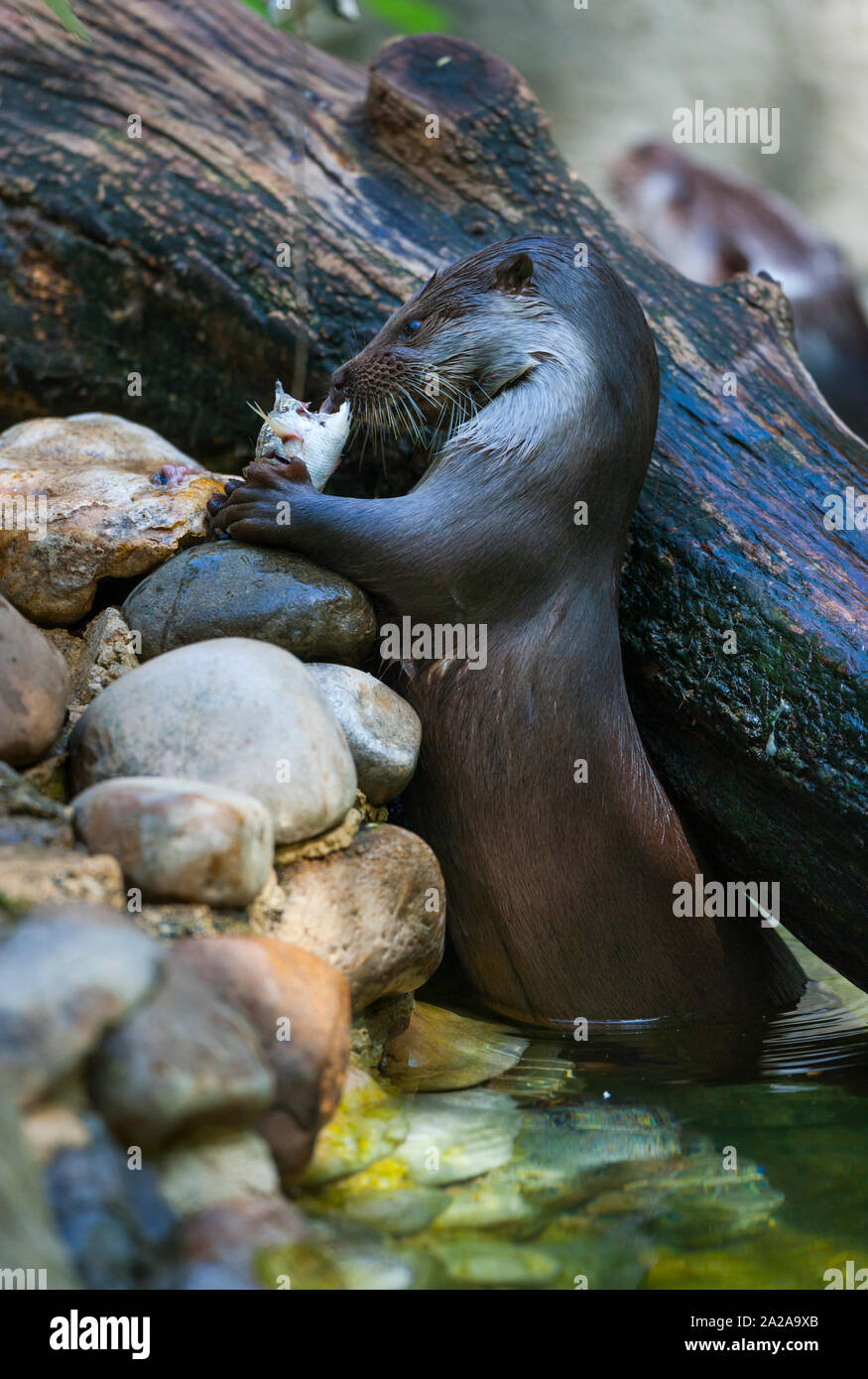 European otter (Lutra lutra), also known as the Eurasian otter ...