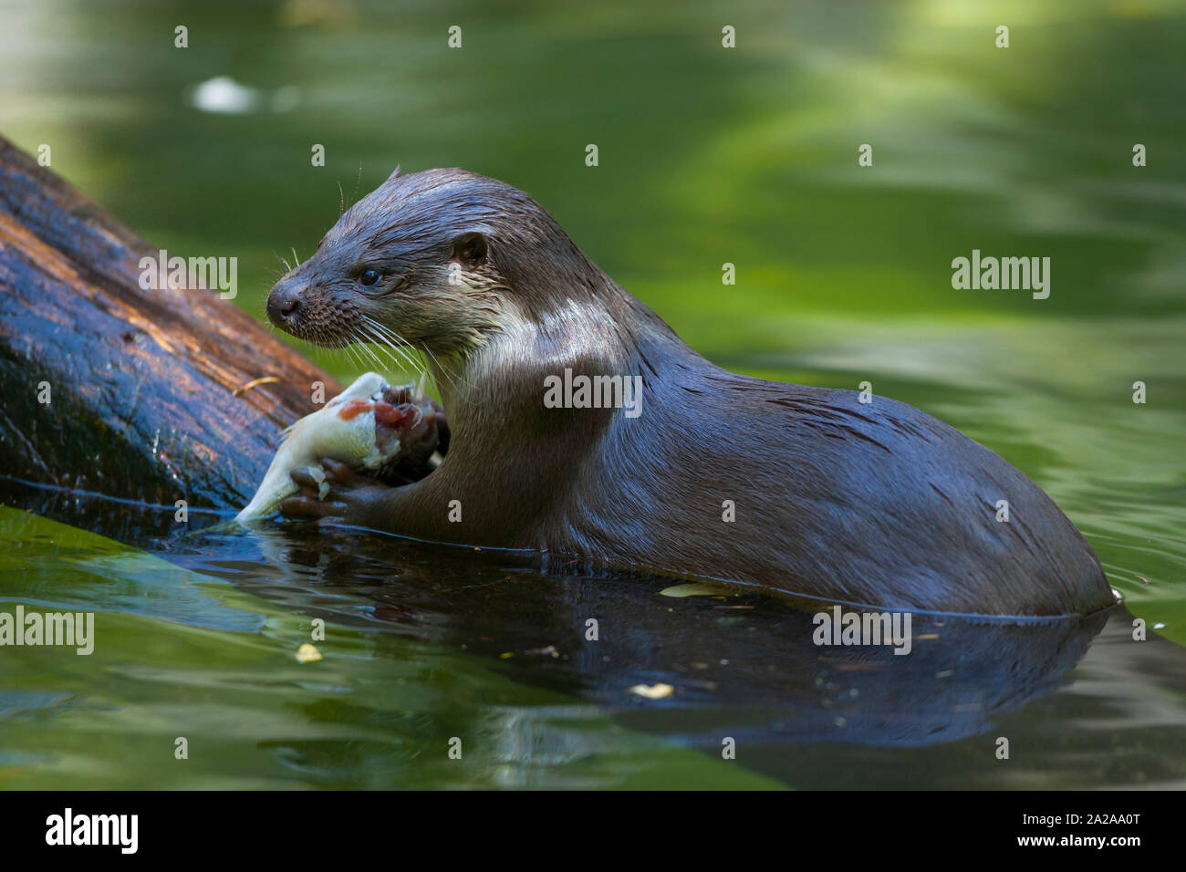 European otter (Lutra lutra), also known as the Eurasian otter ...
