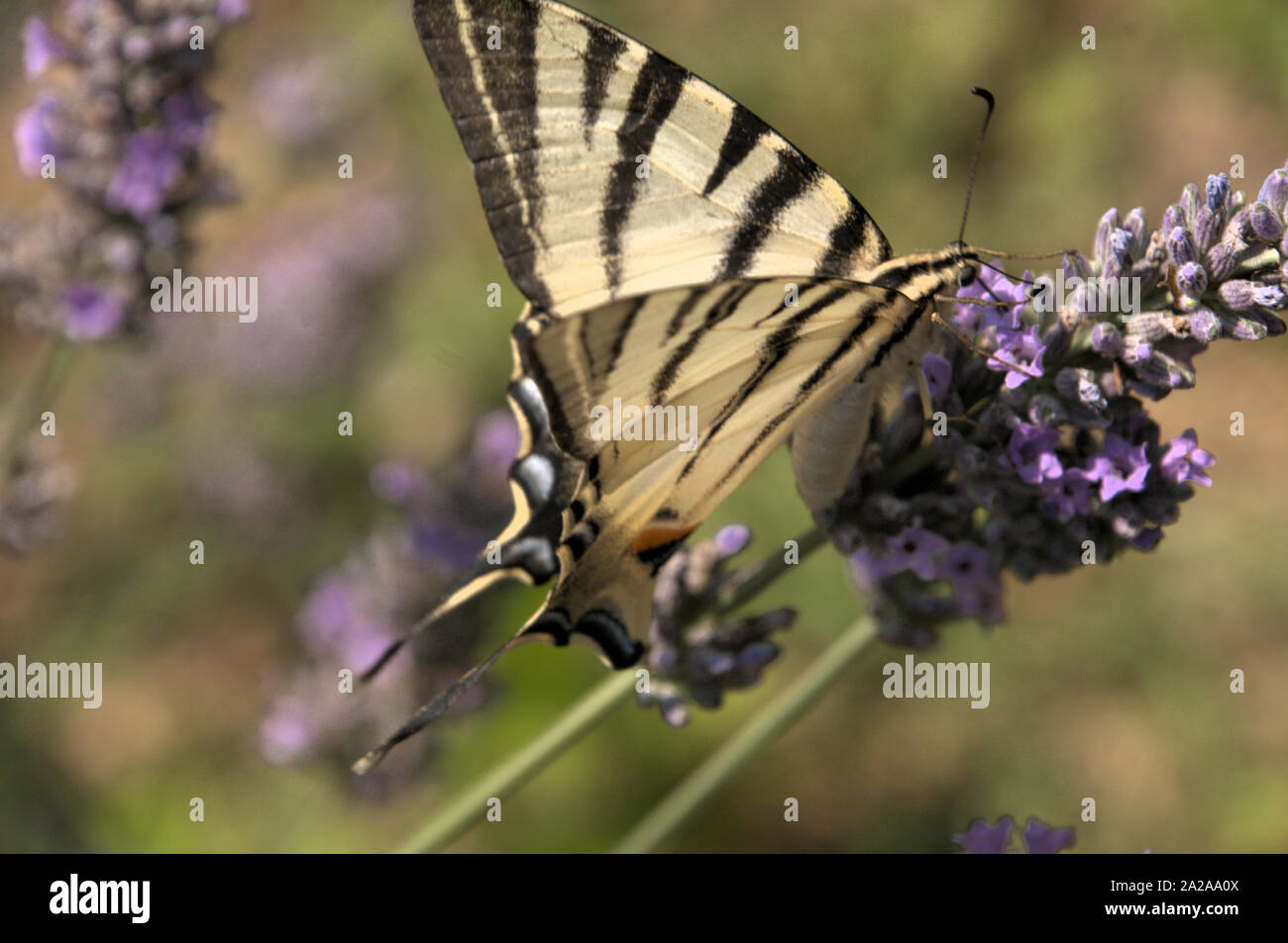 Iphiclides podalirius; scarce swallowtail butterfly in rural Tuscany ...