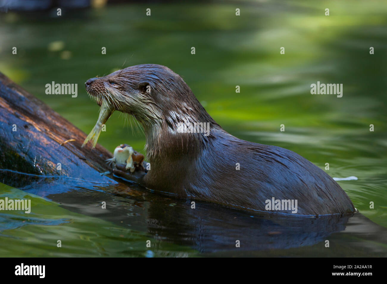 European otter (Lutra lutra), also known as the Eurasian otter ...