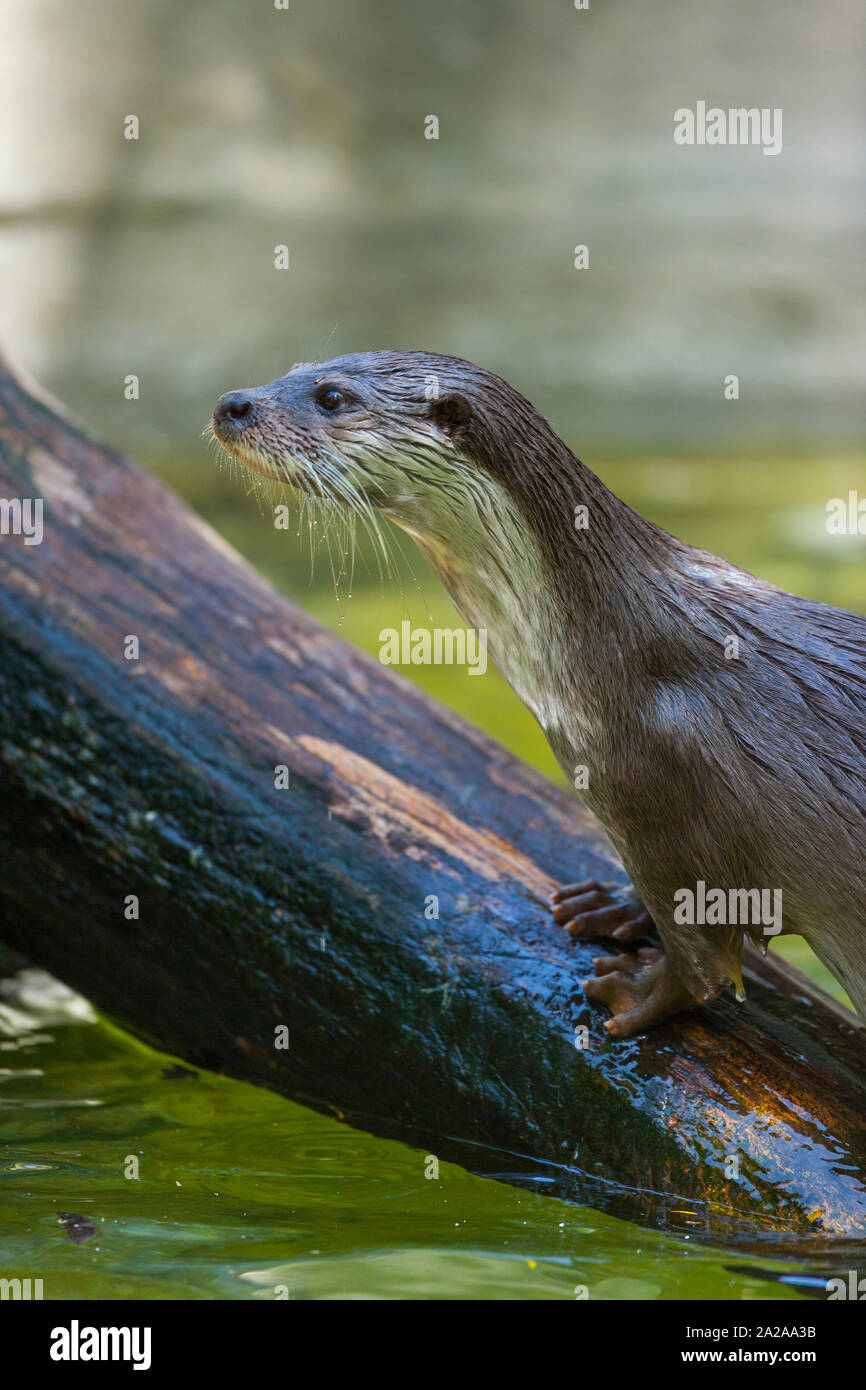 European otter (Lutra lutra), also known as the Eurasian otter ...