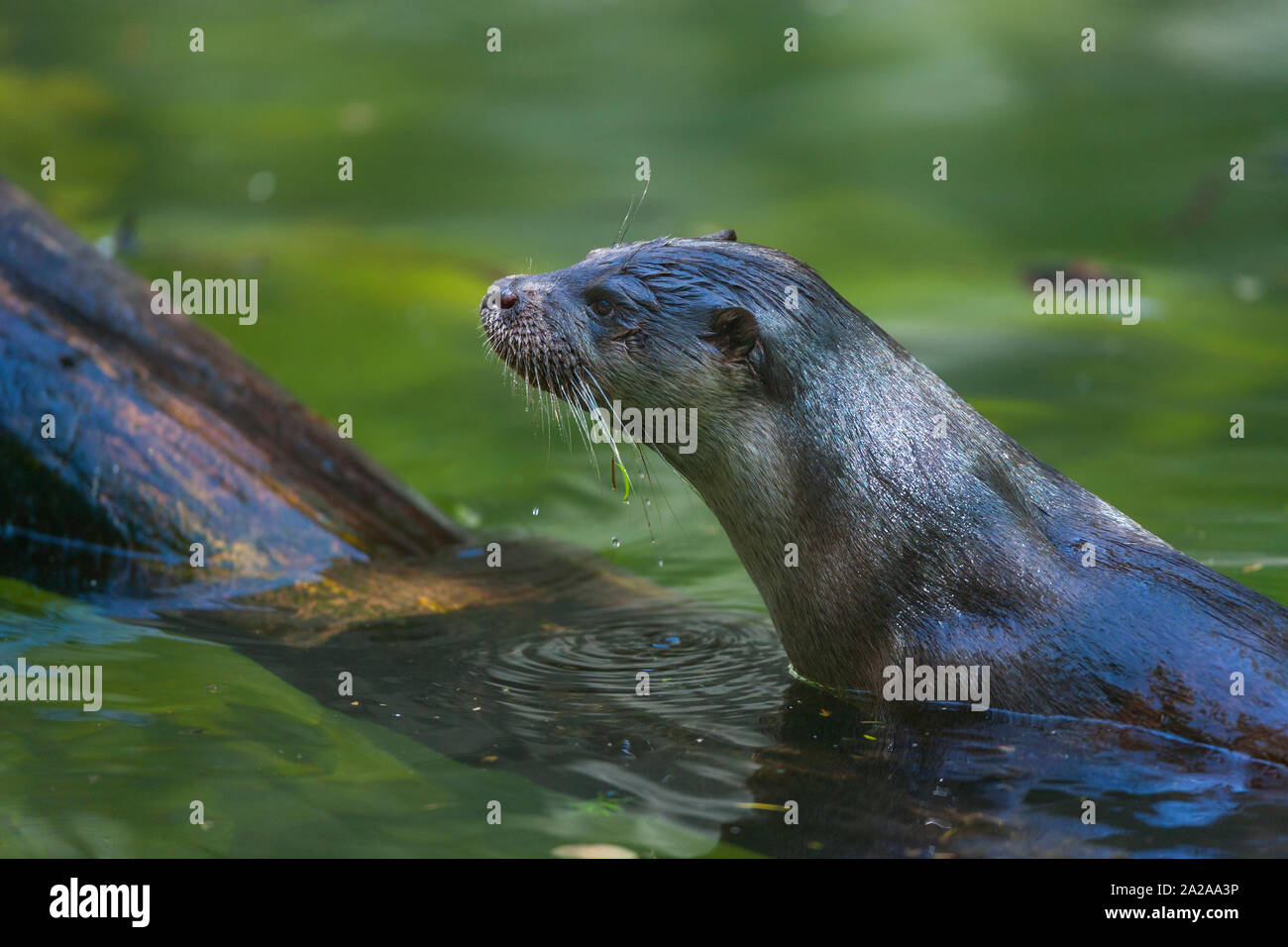 European otter (Lutra lutra), also known as the Eurasian otter ...