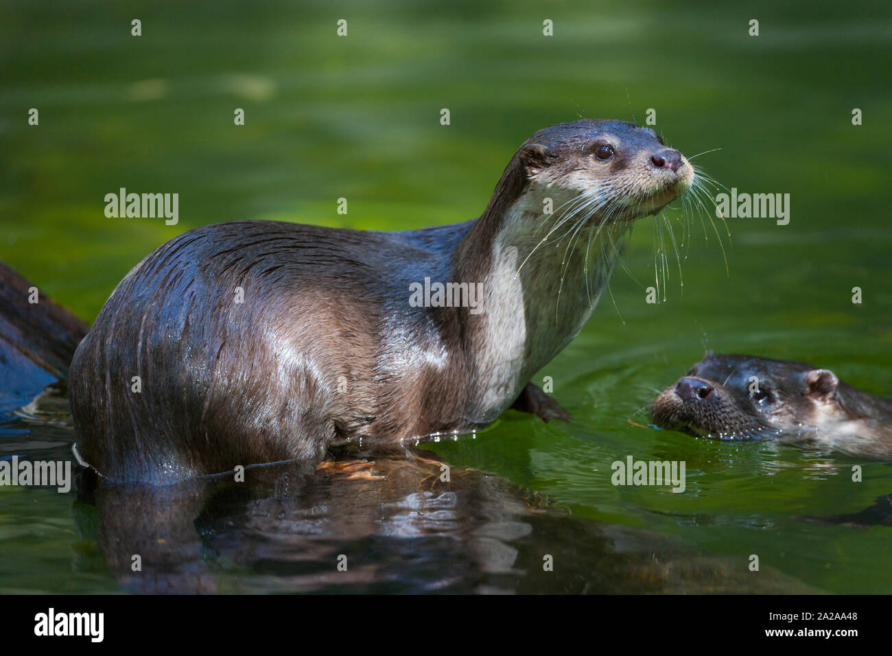 European otter (Lutra lutra), also known as the Eurasian otter ...