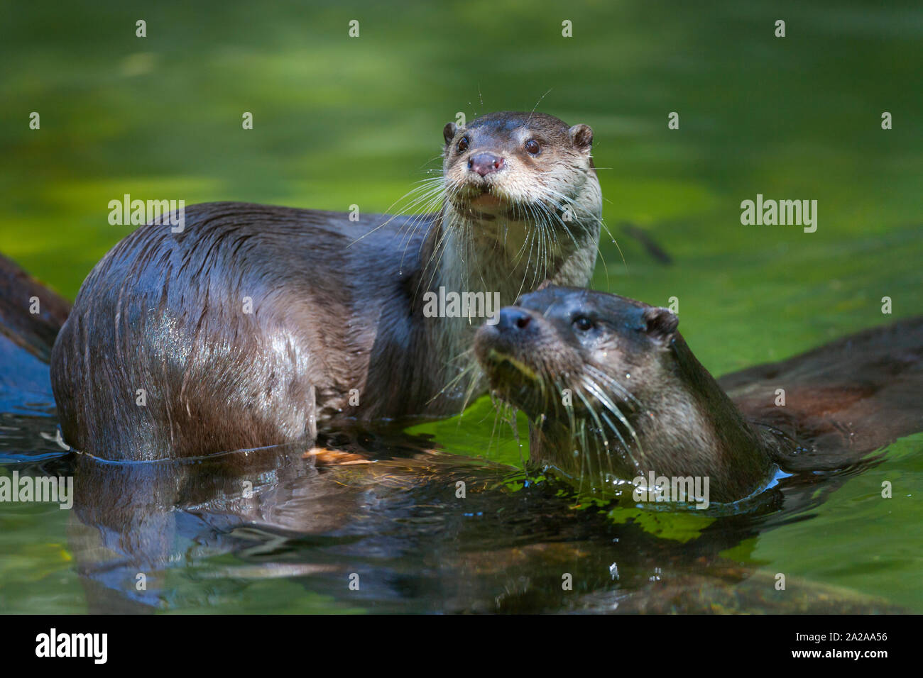 European otter (Lutra lutra), also known as the Eurasian otter ...