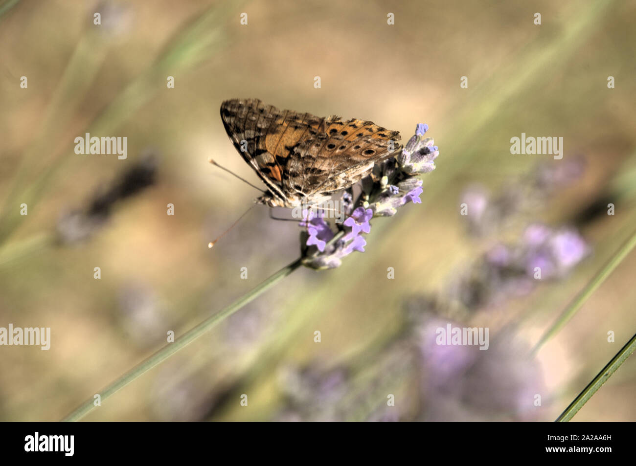 Vanessa cardui; painted lady butterfly in Tuscany Stock Photo - Alamy