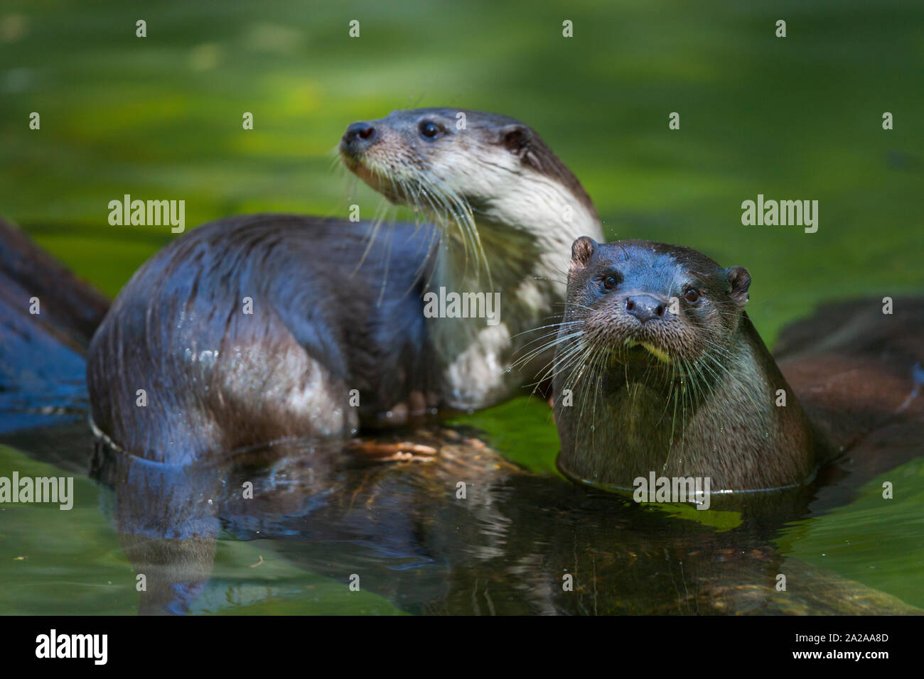 European otter (Lutra lutra), also known as the Eurasian otter ...