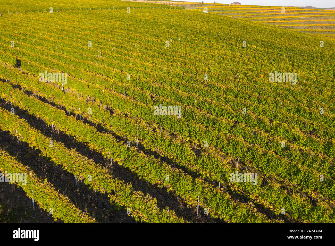 Top view of a vineyard at autumn. Aerial drone shot Stock Photo - Alamy