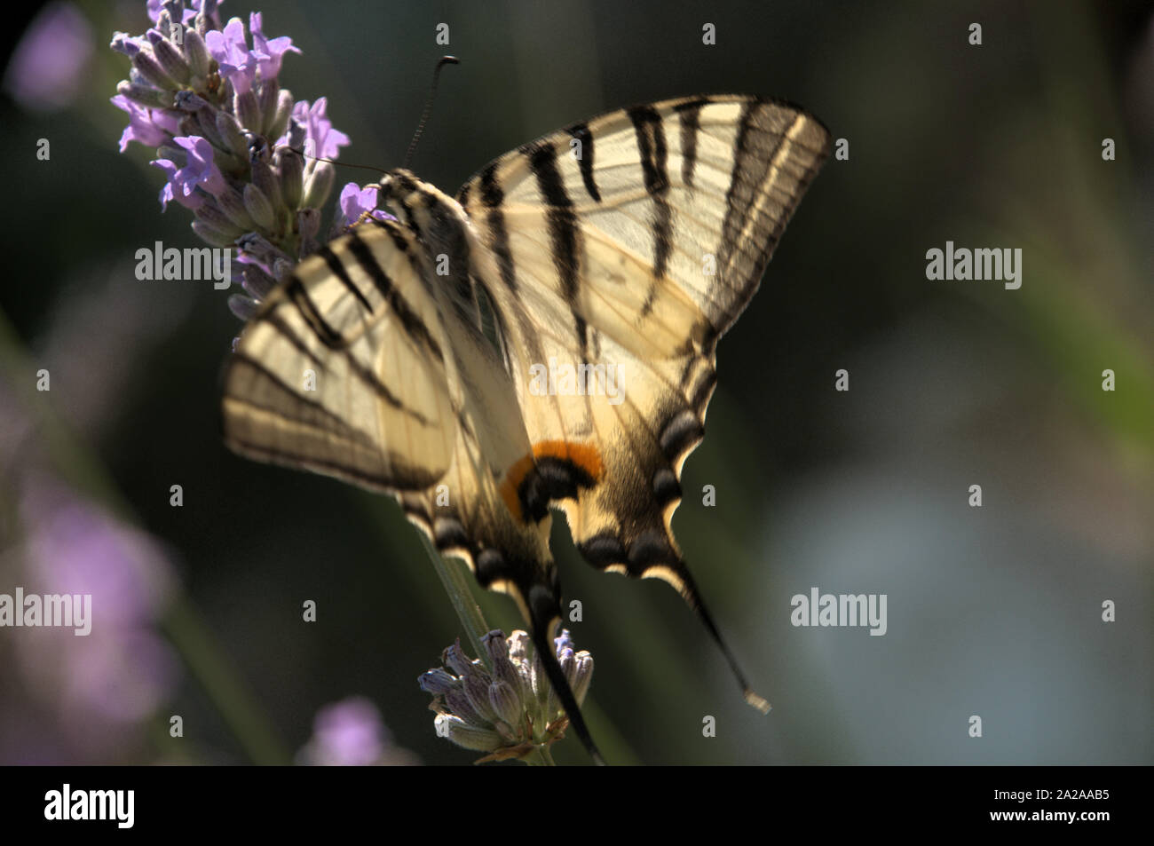 Iphiclides podalirius; scarce swallowtail butterfly in rural Tuscany ...
