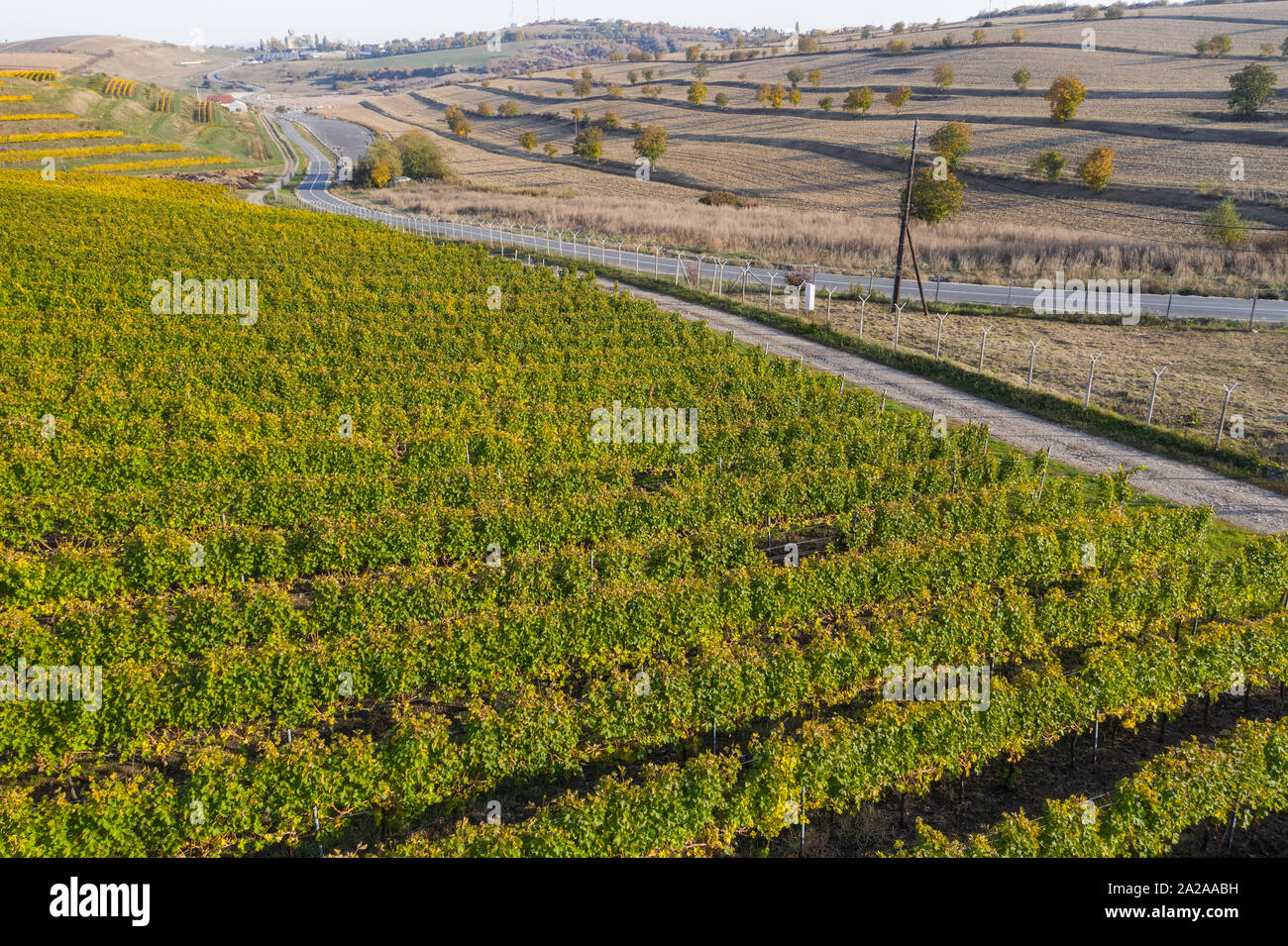 Rows in a vineyard, natural pattern above from a drone. Aerial view ...