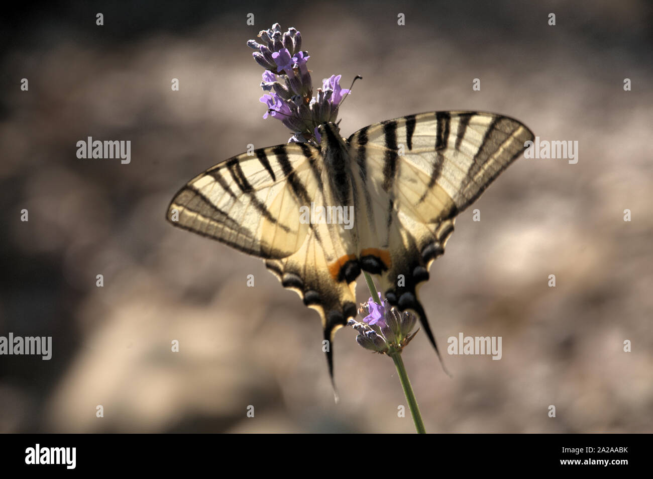 Iphiclides podalirius; scarce swallowtail butterfly in rural Tuscany ...