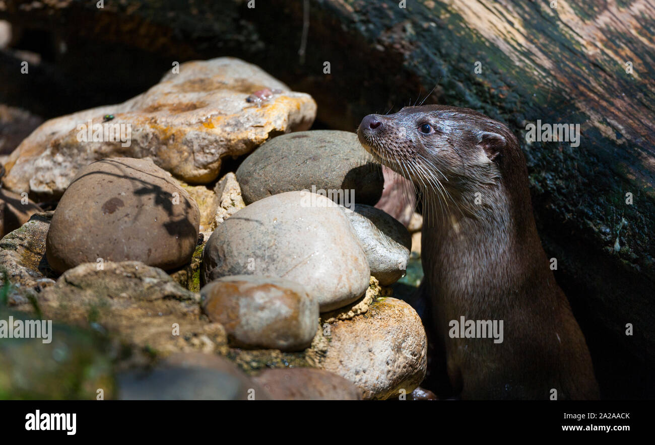 European otter (Lutra lutra), also known as the Eurasian otter ...