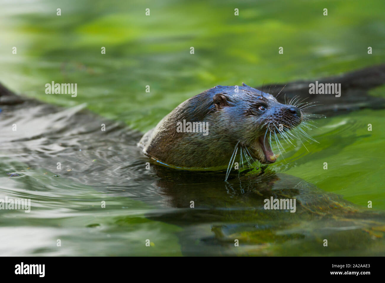 European otter (Lutra lutra), also known as the Eurasian otter ...